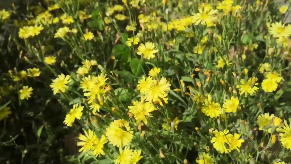 【PR教程】用PR制作一个简单的文字出场效果