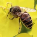 喜欢喝汽水的褚师弘业 