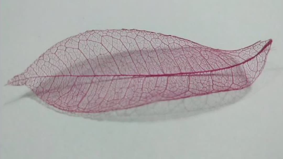 创意手工/叶脉书签/书签制作