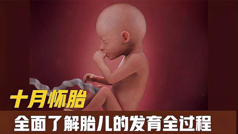 婴儿是怎么诞生的?3D动画演示胎儿发育全过程