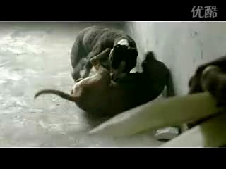 比特犬大战