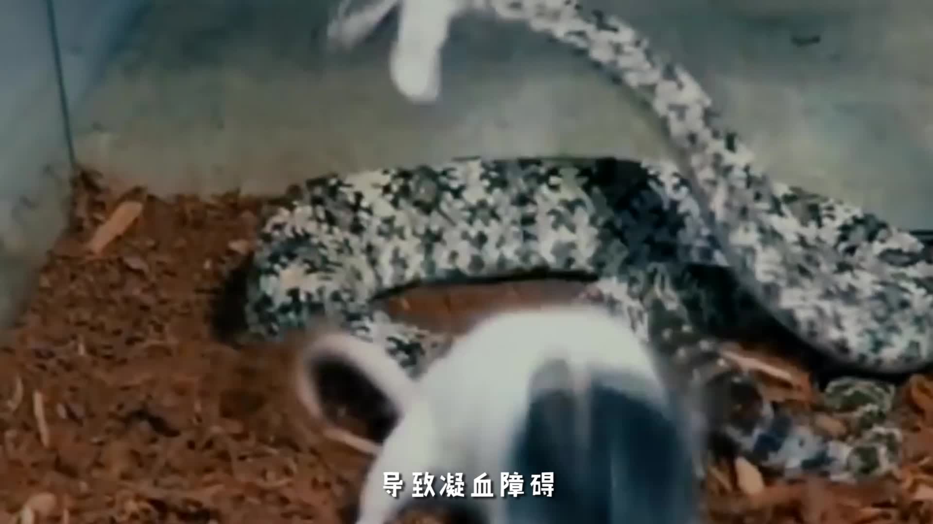 世界十大毒蛇排行
