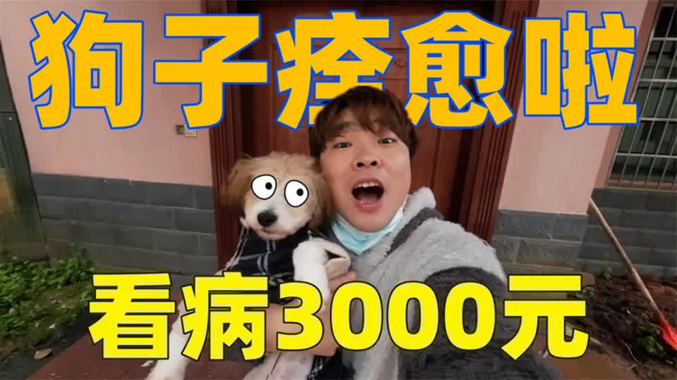花了3000元救活了狗子的细小病,看它活蹦乱跳那一刻值了