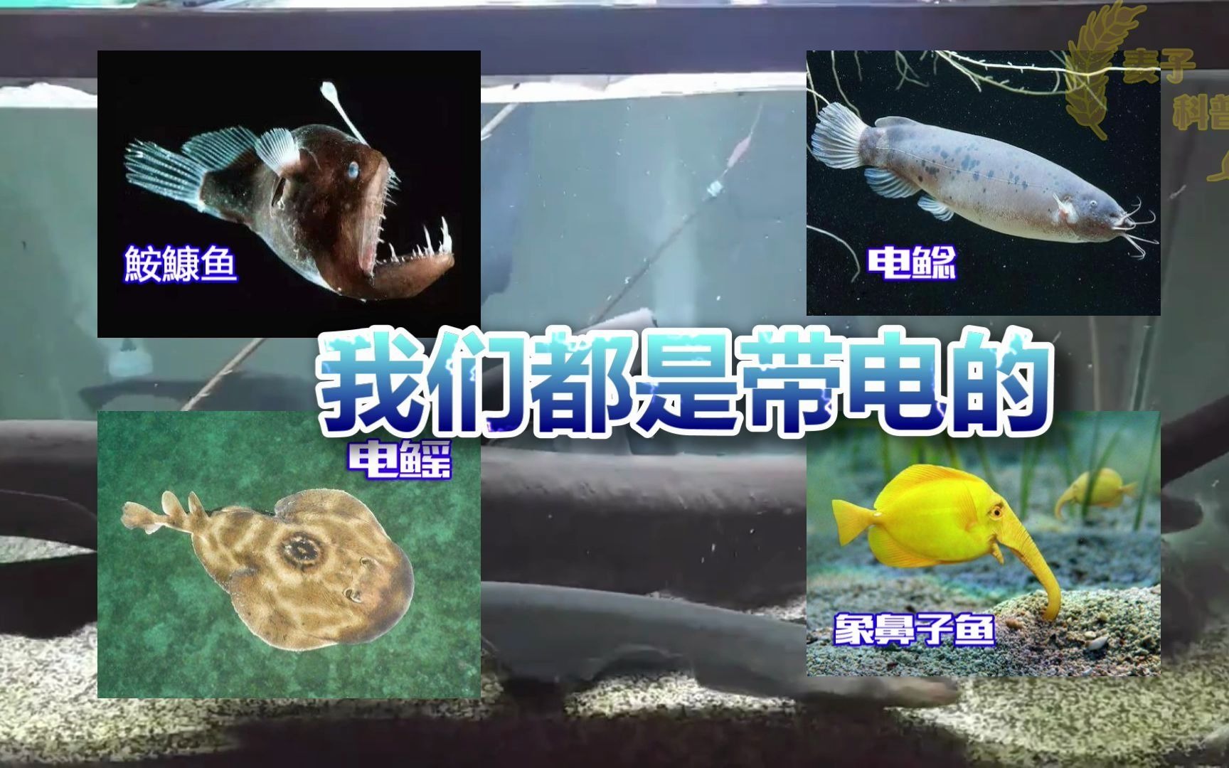 电鳗为什么会放电