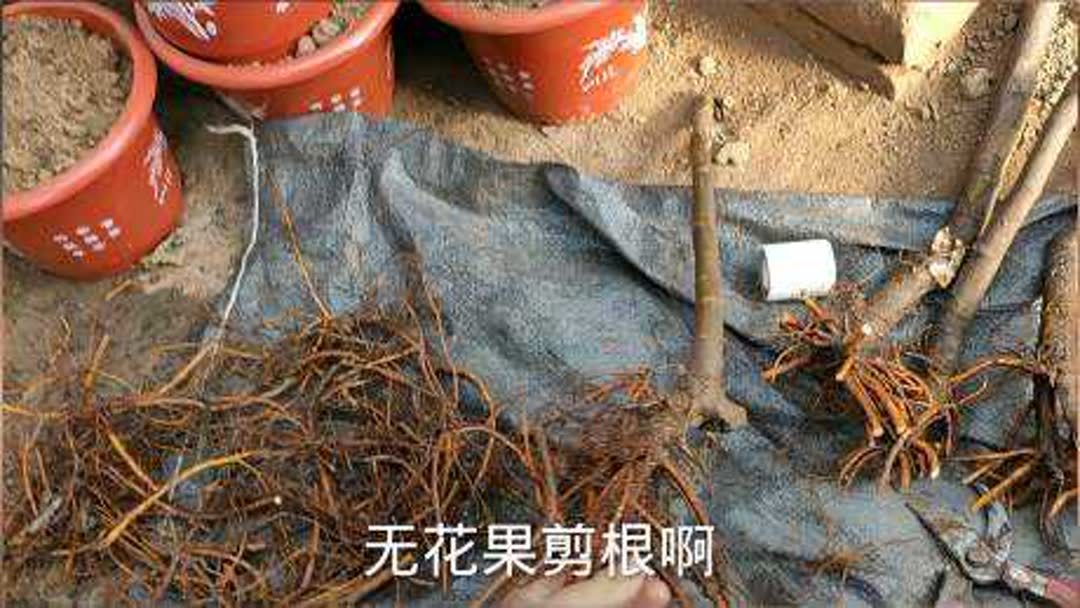 无花果种植要剪根?怎么剪,剪到什么程度?有哪些好处?详细解答