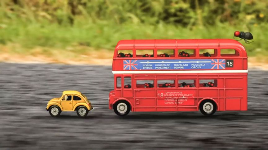 蜘蛛化身赛车高手,和苍蝇们一决高下,脑洞短片《昆虫总动员》