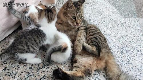 玩累了就吸着奶睡觉,这才是小奶猫应该有的生活吧?