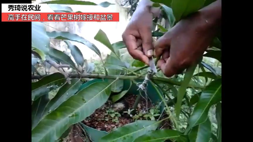 高手在民间,看看怎么做芒果树嫁接和盆景.农业技术