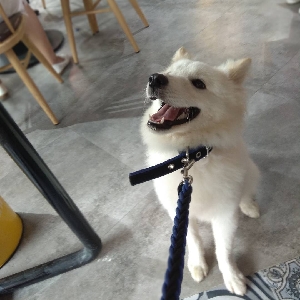 逼孤独跳槽 