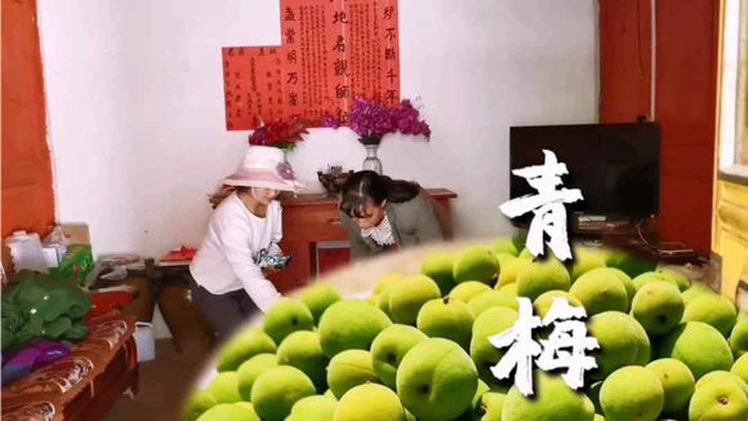 农村姑娘温柔贤惠,家里青梅成熟了,用它浸泡开胃青梅酒