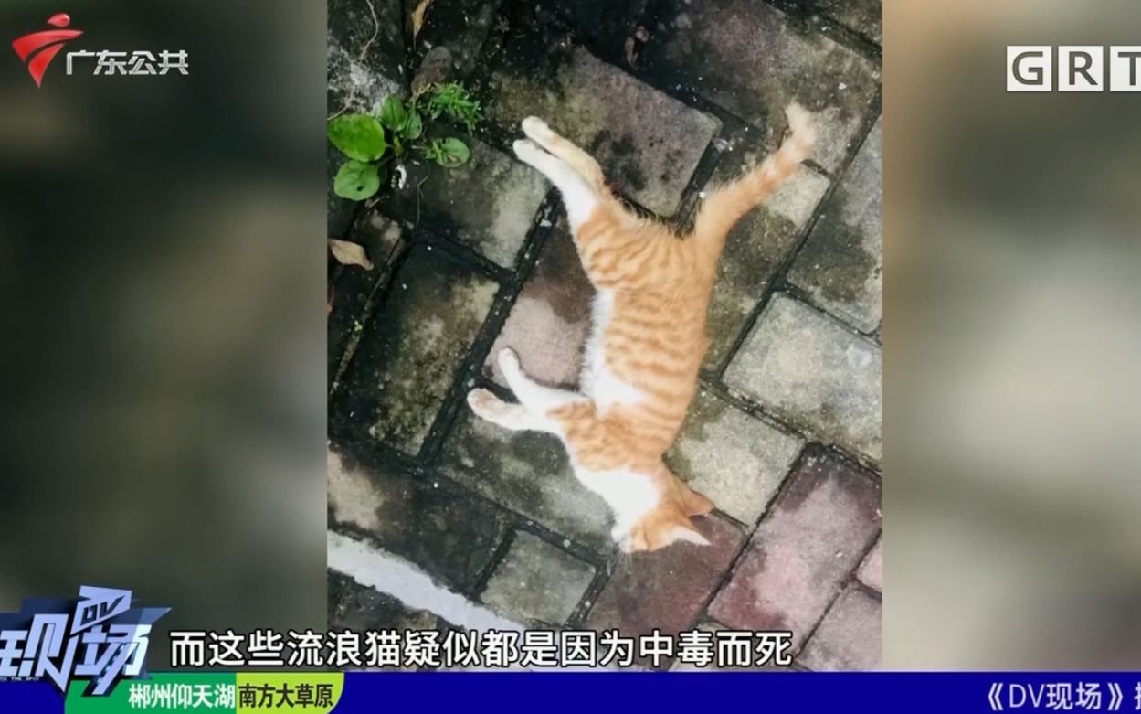 佛山 顺德区:街坊反映 小区流浪猫离奇死亡 疑有人投毒