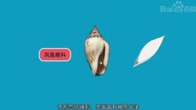 「秒懂百科」原来桦木凤凰螺长这样