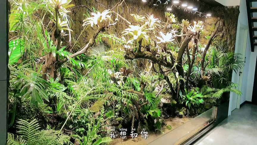 哈尔滨雨林缸雨林景观室内生态造景#雨林缸造景 #玻璃中的大自然