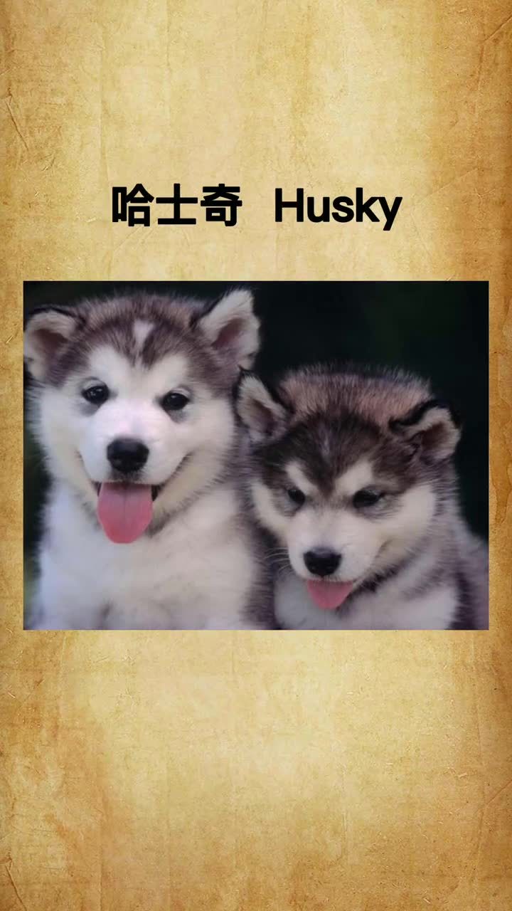 这些狗狗的英文名字,最后一个一定出乎你的意料