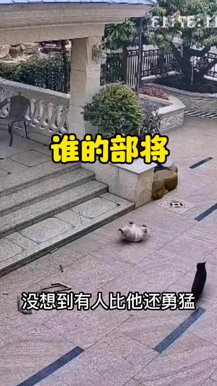 猫咪挺害怕的。