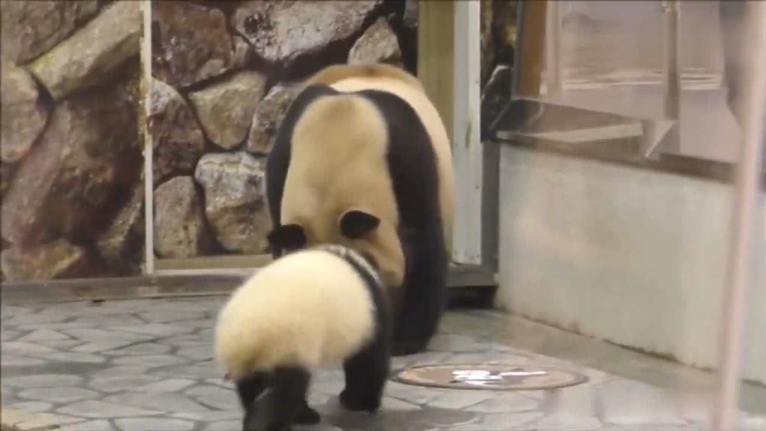日本动物园中的大熊猫,宝宝坐在瓷盆中玩水