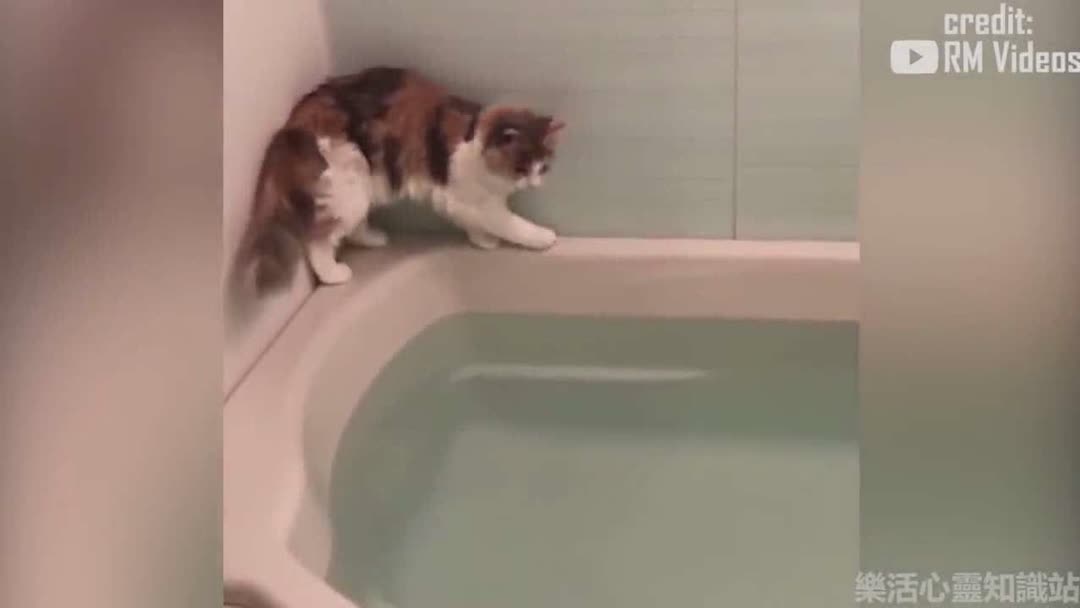 睁大眼放空～猫咪紧抱激动喵喵叫,装可怜不洗澡:快点救救我啊