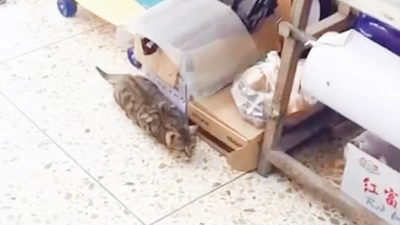 一只猫咪模仿老鼠走路,差点被同类误伤