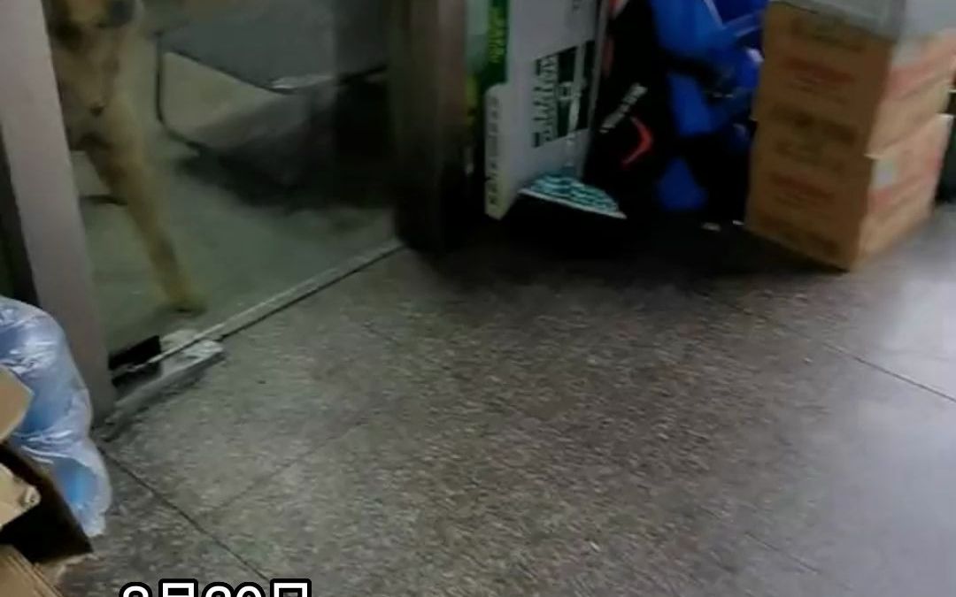 两只狗隔着玻璃吵架,门一打开瞬间哑火