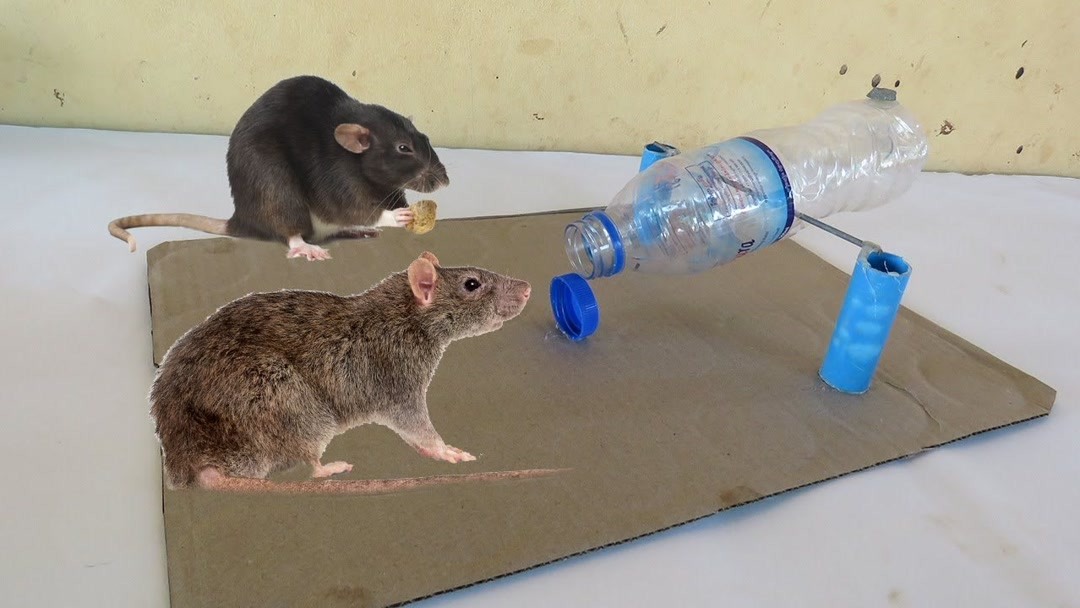 手工达人制作简易工具,塑料瓶捉老鼠陷阱,户外爱好者快来学!