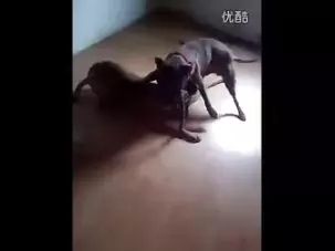 比特犬斗狗视频 斗狗凶猛出击