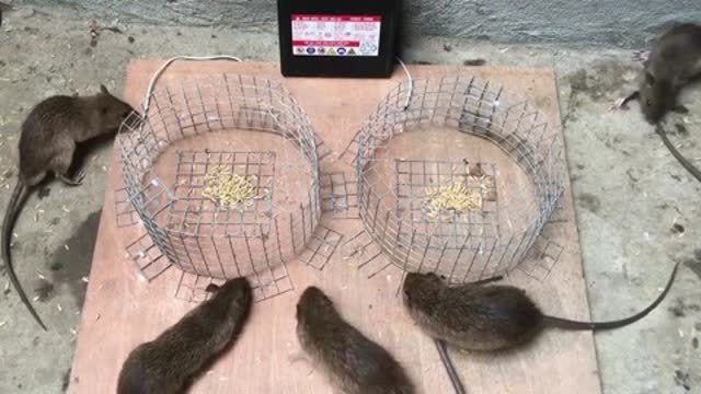 高压电击捕鼠器,灭鼠于无声无息,瞬间...