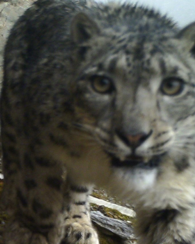 ...四川卧龙雪豹种群稳定健康,初步估算卧龙雪豹分布密度高于全国平均...