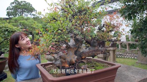 榆树盆景的养护方法,你知道多少?老司机带你一探究竟