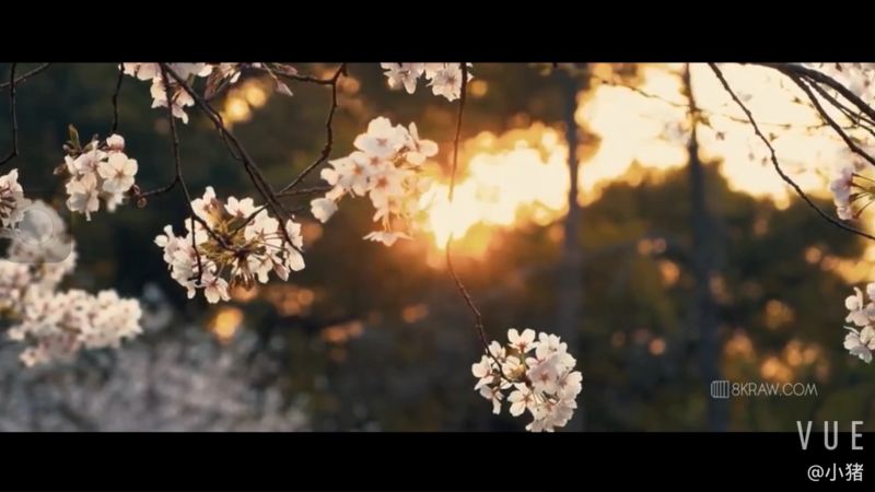 三分钟带你看武汉最美樱花