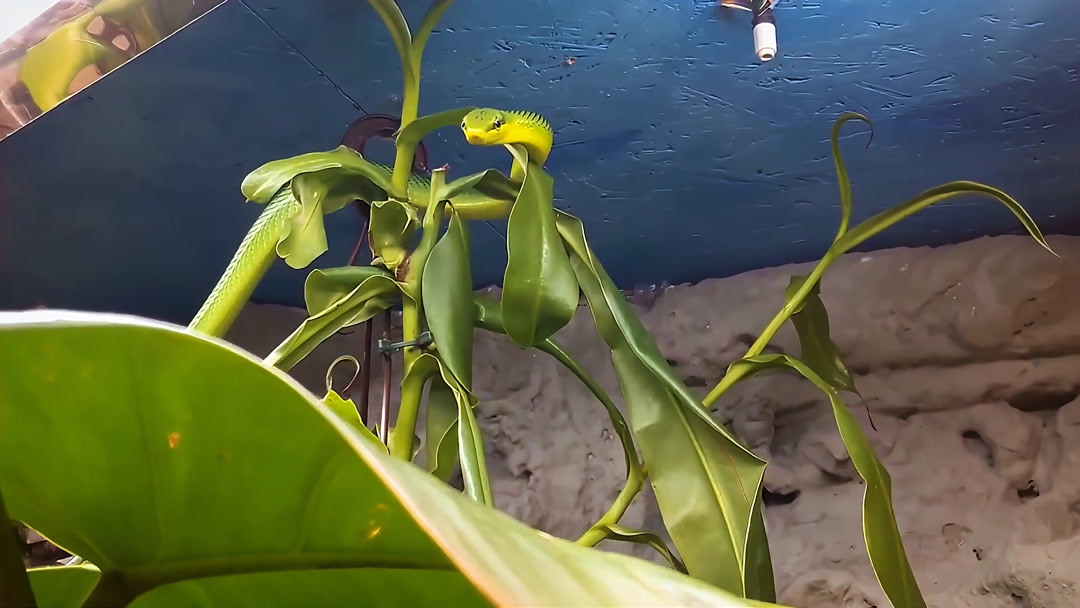 广东穿拖鞋土豪花几万块做一个雨林缸,只为养这些小动物