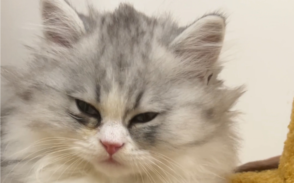 这只小猫咪会撒娇,萌出血!