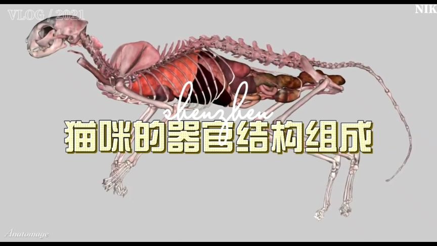 猫咪身体器官组织三维呈像,猫咪器官的组成