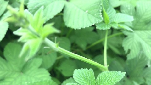 农村人讨厌的野草,却被称为“活血草”,是一味草药,用处还不小