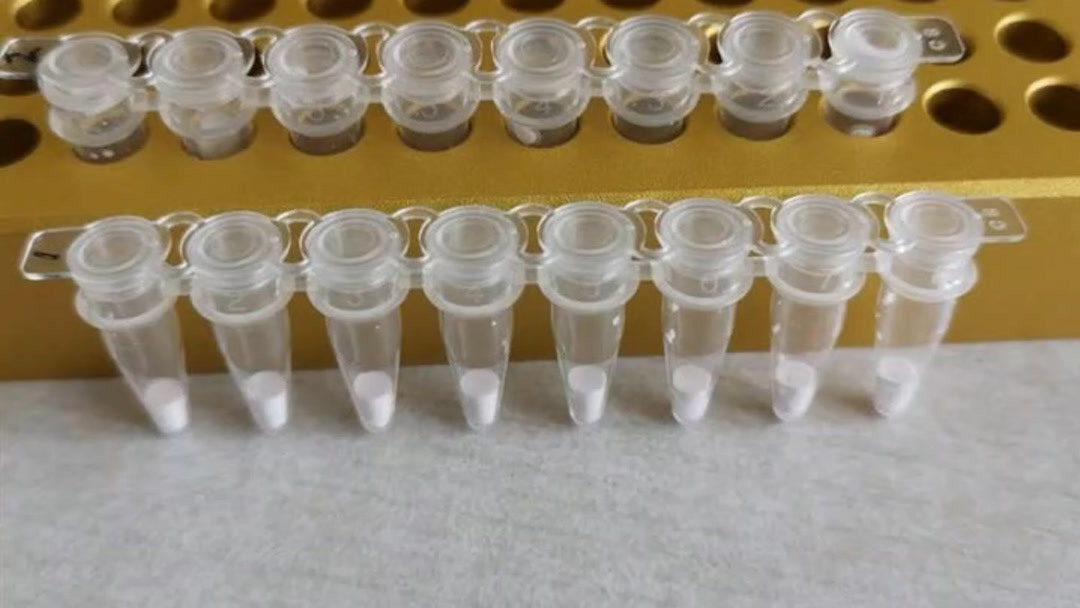 冻干机设备实验室中的操作过程及实验样品展示