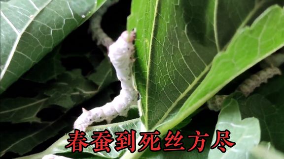 春蚕到死丝方尽,用一分钟记录蚕宝宝的神奇一生,你见过吗?震撼