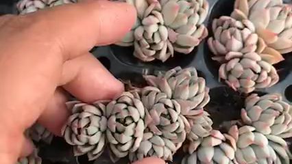 花卉多肉植物无土栽培