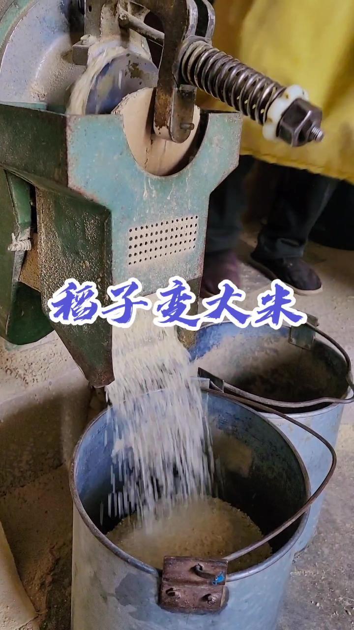 稻子怎样变成大米?一般人没见过#粒粒皆辛苦 #用抖音记录农村真实...