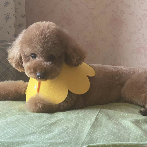五小晶 