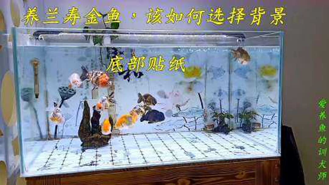 用玻璃鱼缸养兰寿金鱼,千万别选错了鱼缸背景贴纸的颜色