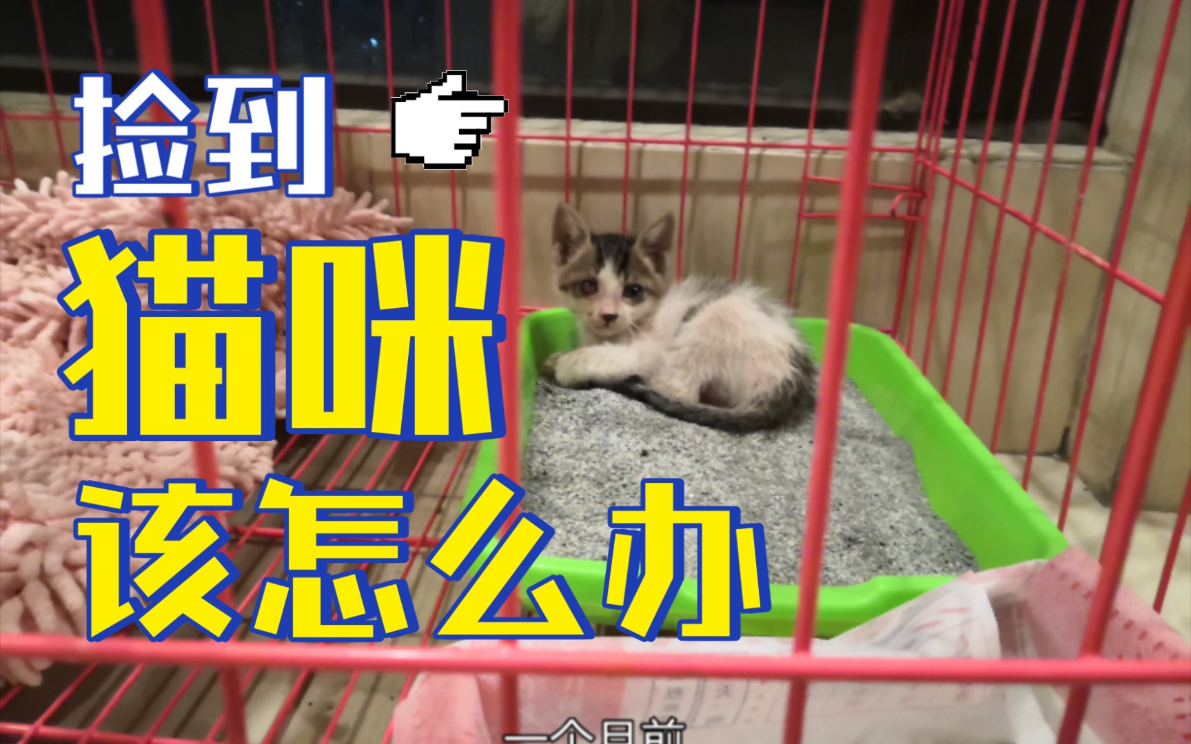 捡到小奶猫怎么办