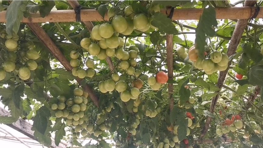 楼顶种小番茄老是结果不够吃,试试我的种植方法,番茄果子吃到怕