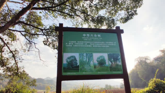 中华六合树,5种6棵不同的树从千年樟树中生长,太神奇了吧