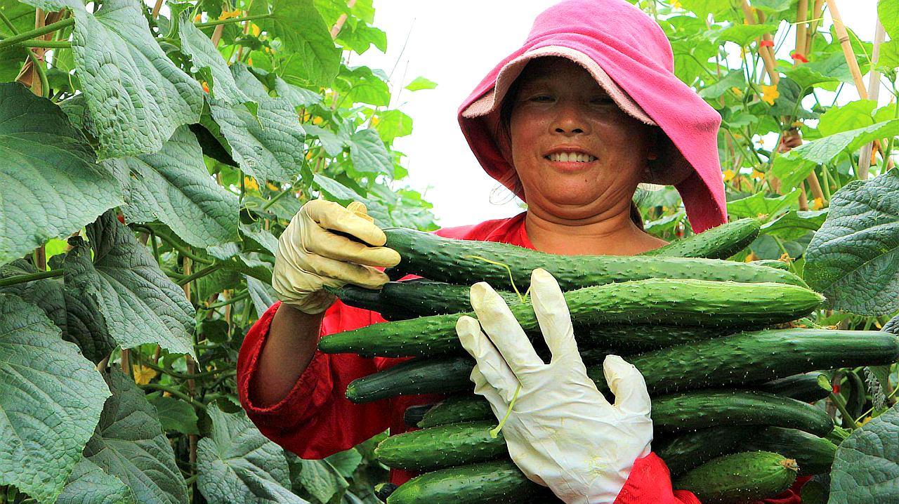 黄瓜加一宝,每天吃一点,驱寒暖宫,调经补血,气色越来越好