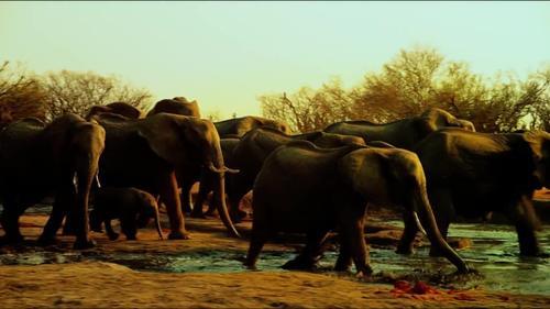 你听3D环绕音下的惬意生活动物世界