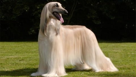 世界三大名犬排行榜,这狗真与众不同