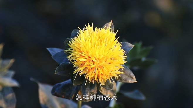 中药材苍术种植技术