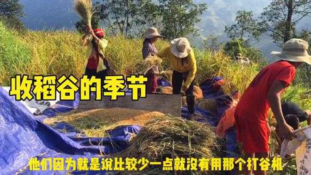 到了收稻谷的季节,手工收割,效率太慢了