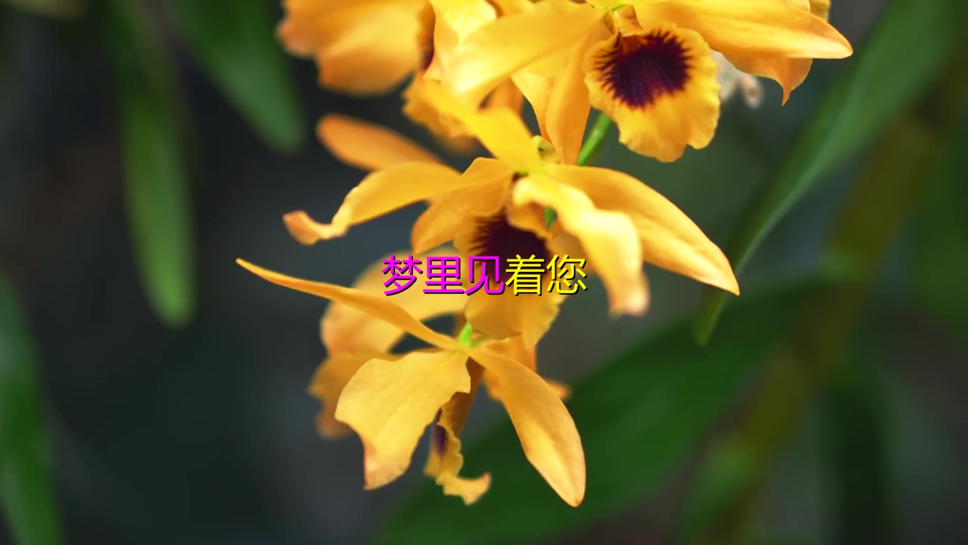 《为何仍是你》《夏天的风》欣赏,怎样用会声会影制作mv音乐