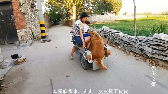 金毛狗狗跟姑姑掰玉米,毛孩子的这个动作太完美了,小伙直夸麻溜