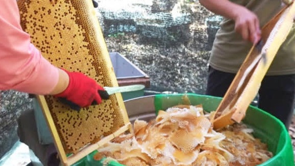 取蜂蜜用上“离心机”,原来这么简单
